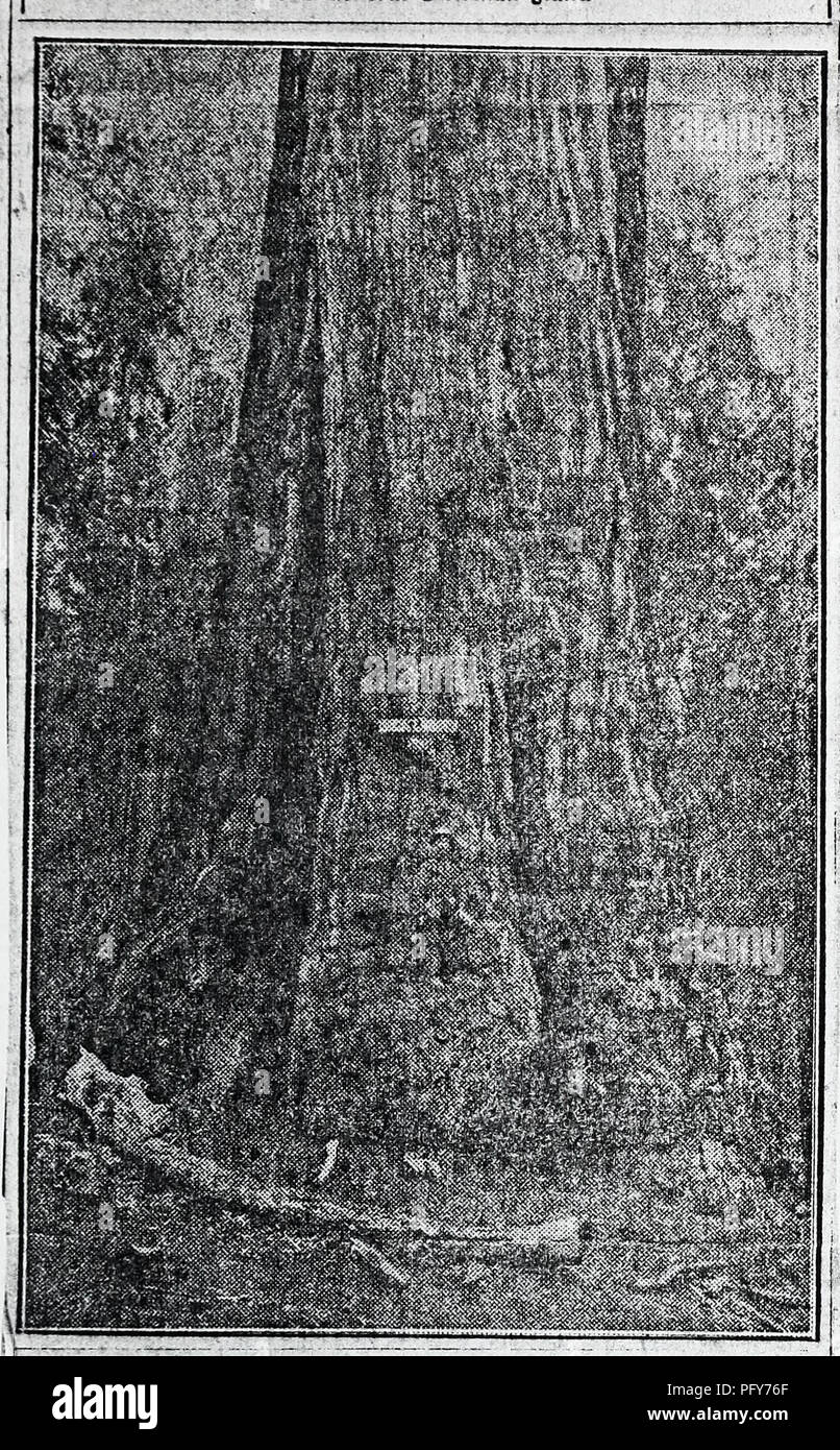 The Abe Lincoln tree, located on the Alta Meadow Trail in Sequoia ...