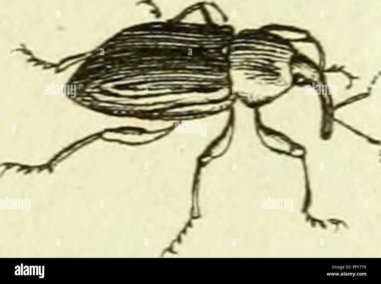 A taxonomic study of the Curculionidae family, commonly known as ...