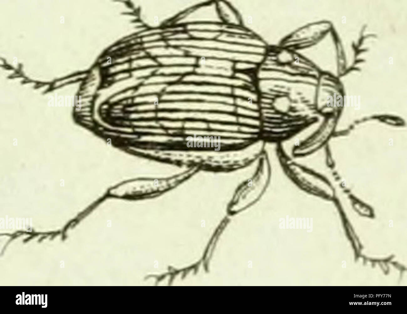 This image is from a scientific text documenting the Curculionidae ...
