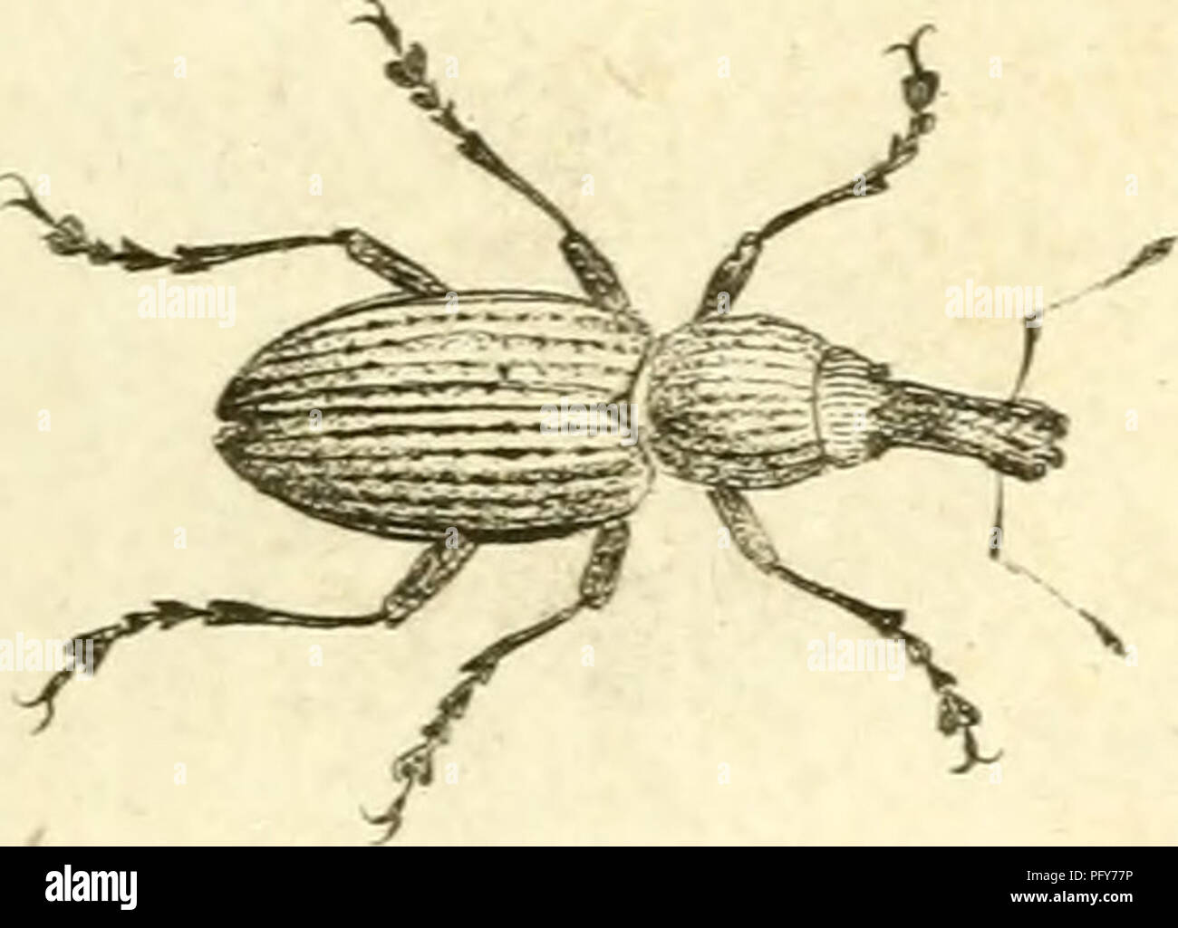 This image from *Curculionidae* showcases the family of weevils ...