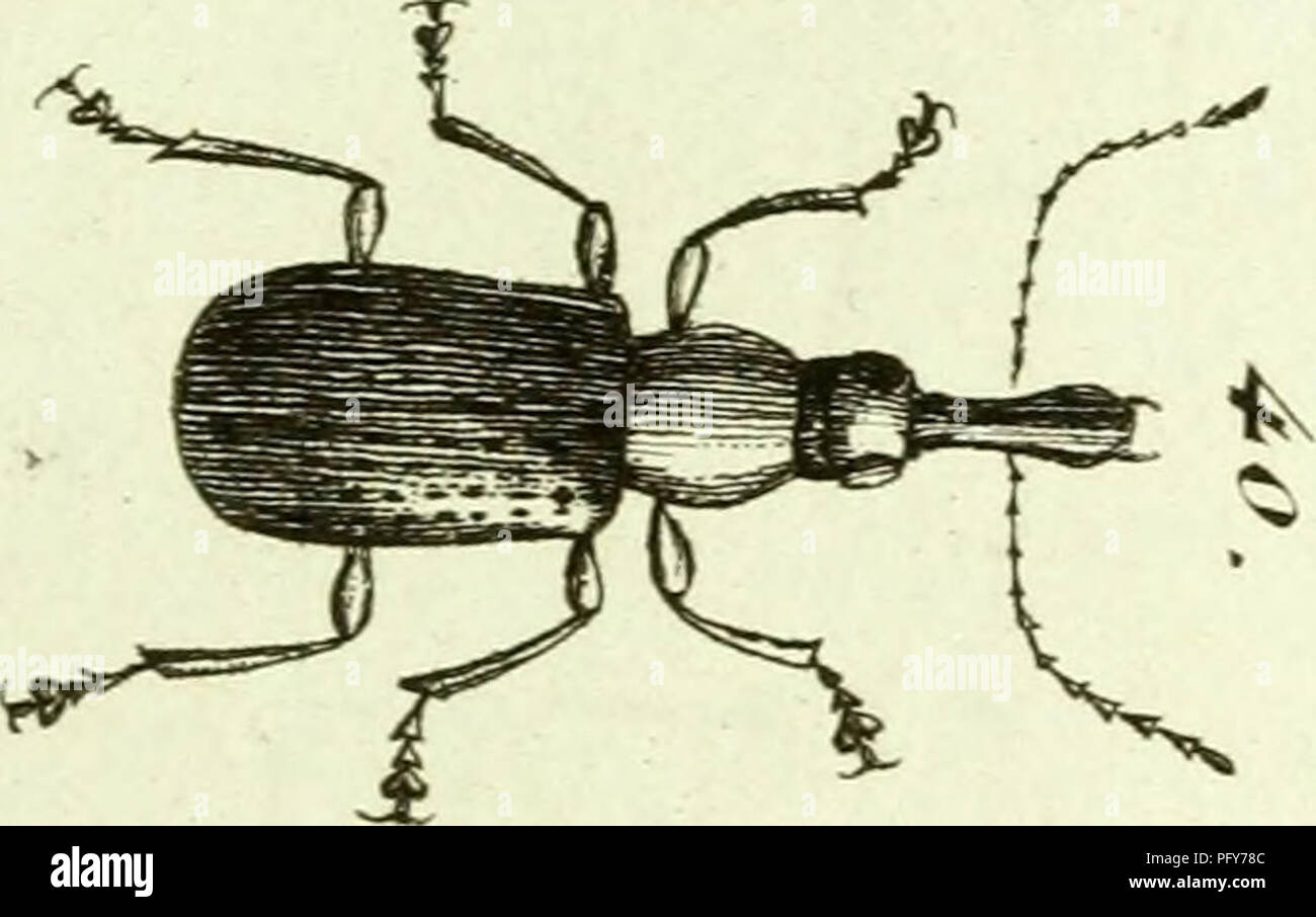 An entomological collection featuring members of the Curculionidae ...