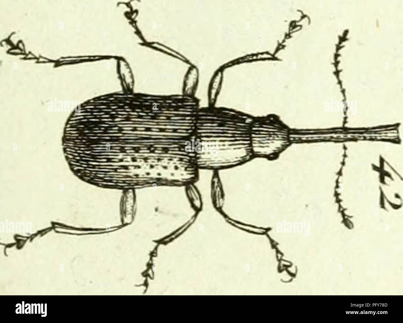 This text focuses on the family Curculionidae, known as weevils ...