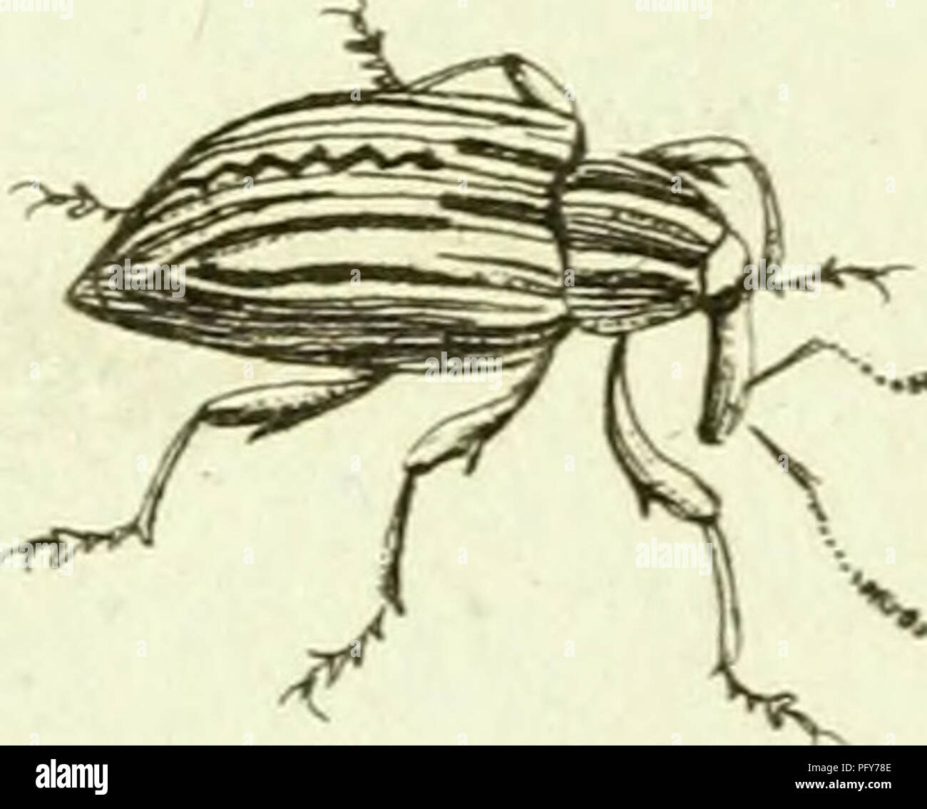 This work, covering the family Curculionidae, includes illustrations ...