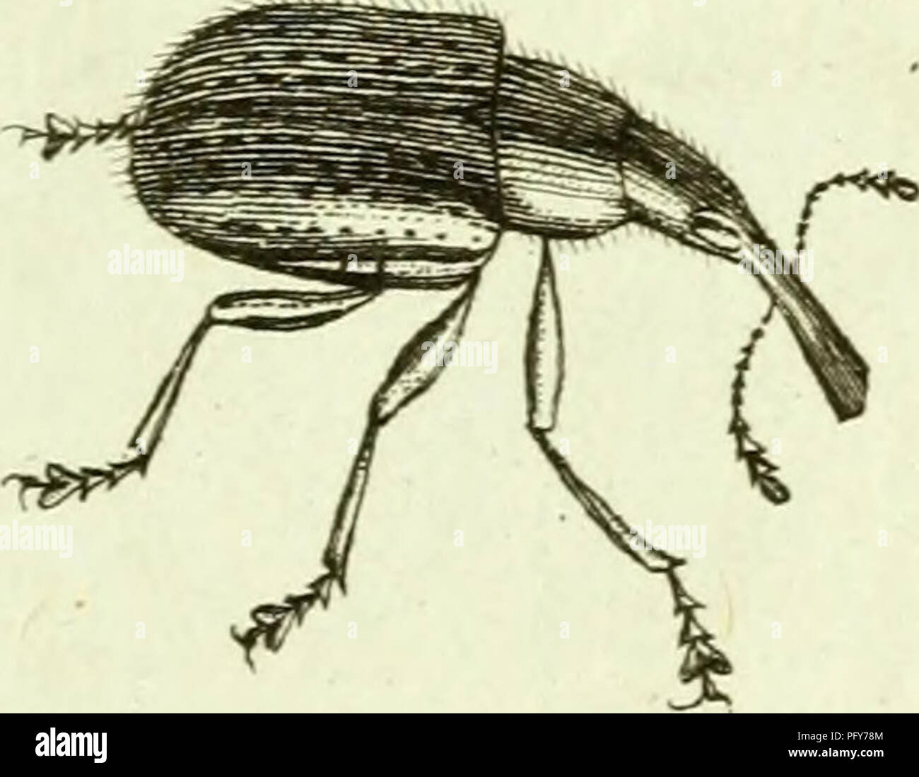 This image displays a variety of Curculionidae, a family of beetles ...