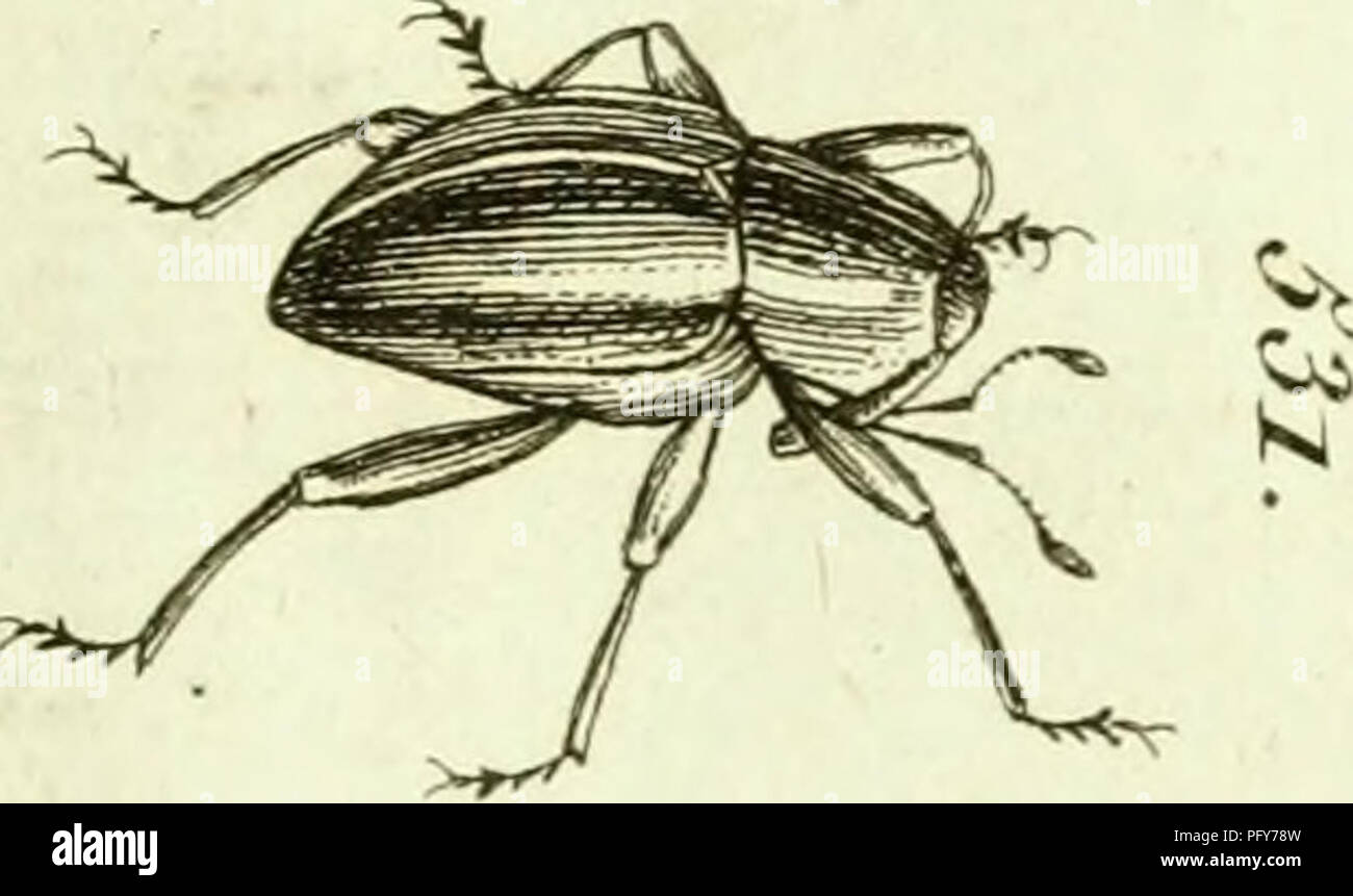 This document examines the Curculionidae family, also known as weevils ...