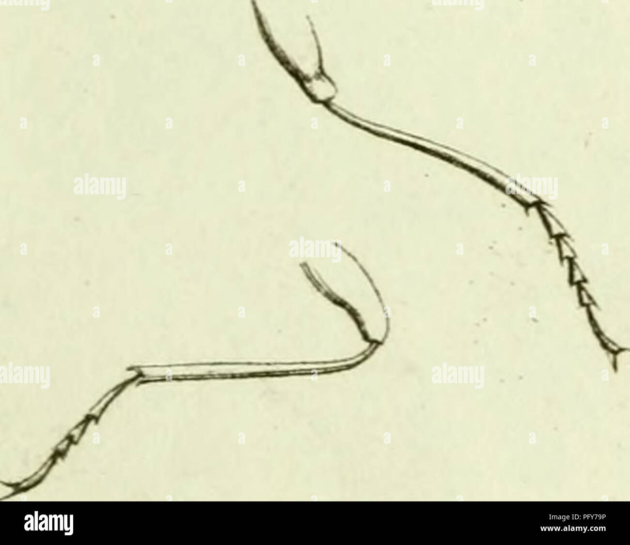 A detailed work on the family Curculionidae, commonly known as weevils ...