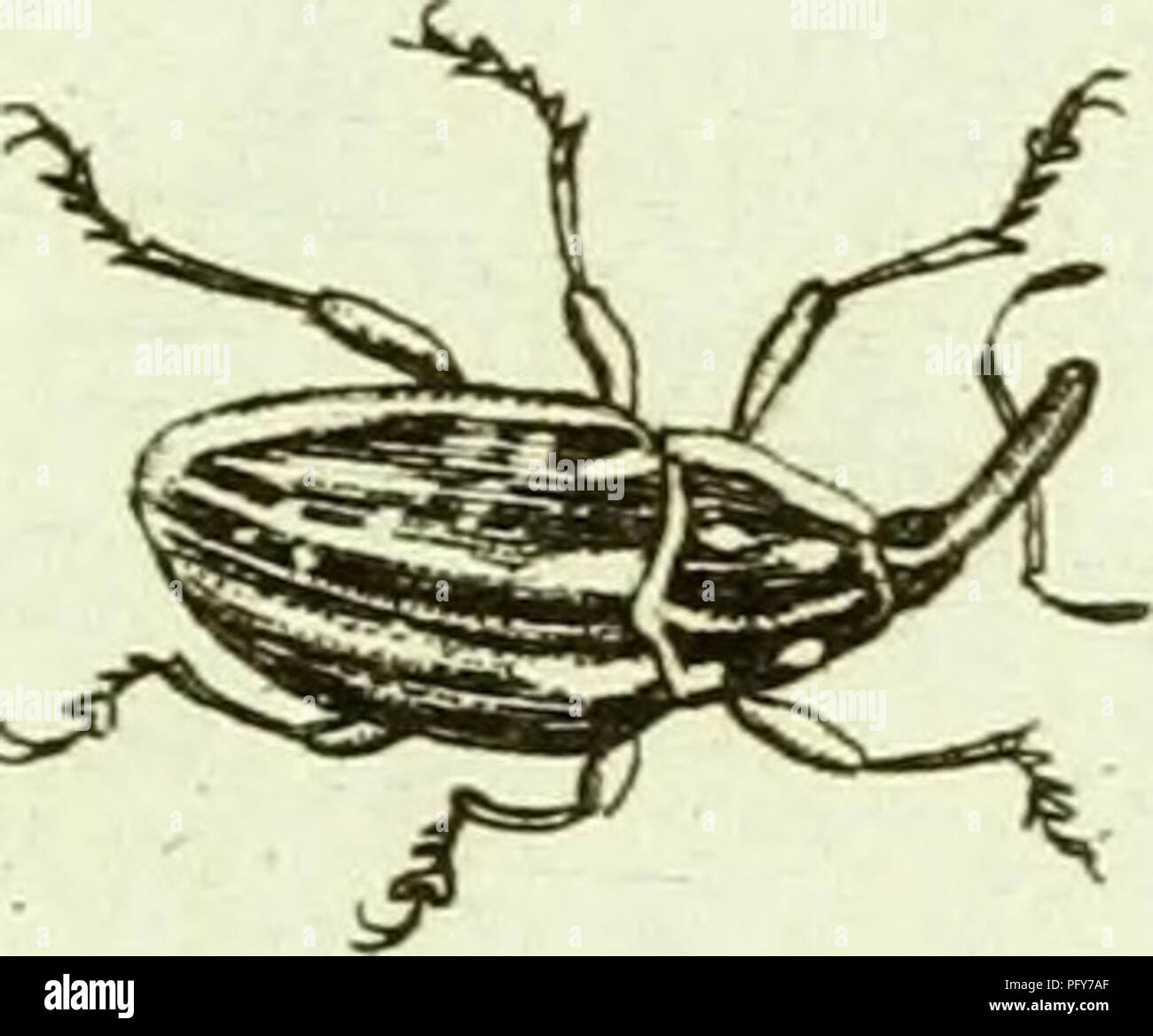 This entry provides an overview of the Curculionidae family, also known ...