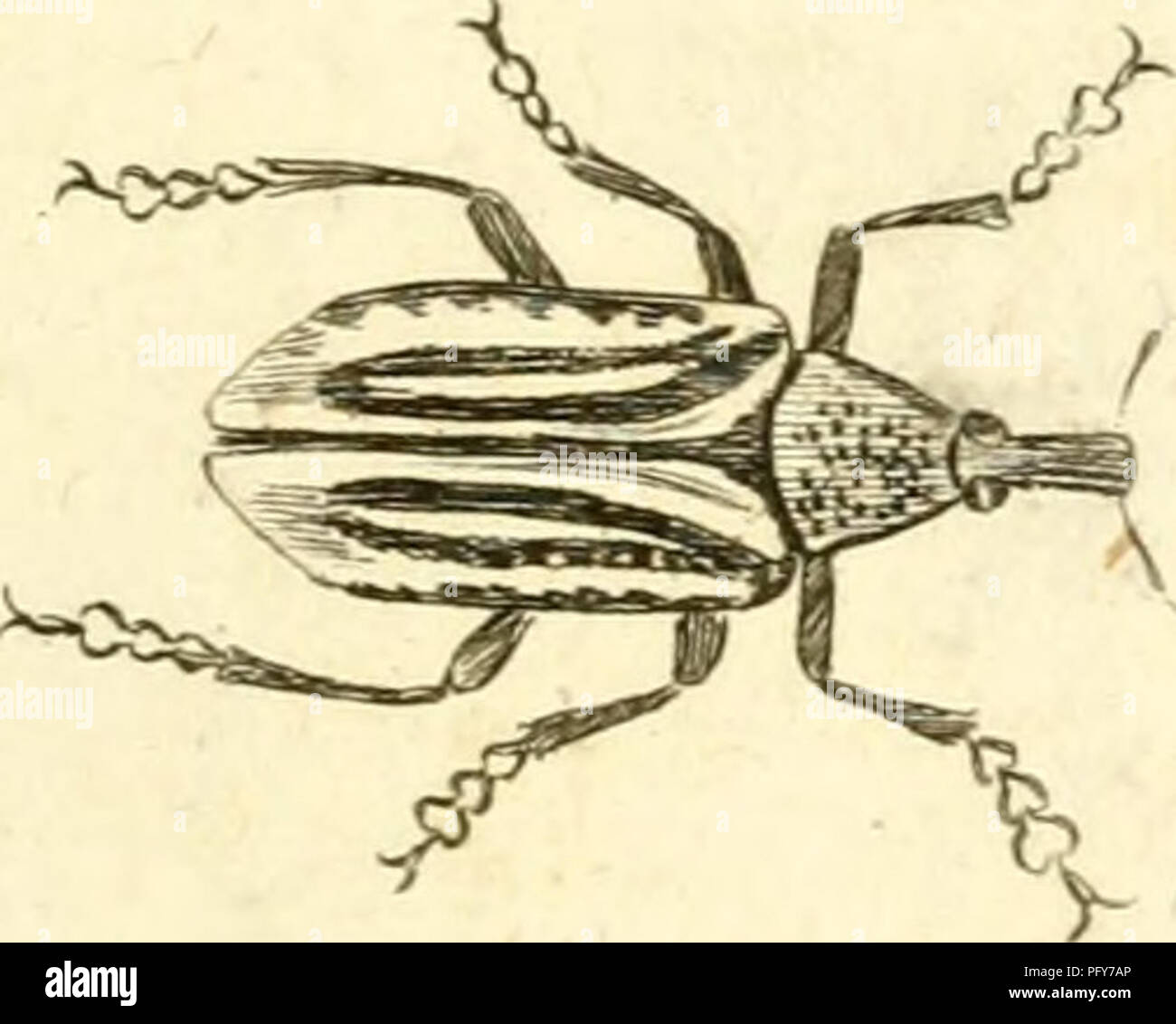 This image displays members of the Curculionidae family, also known as ...