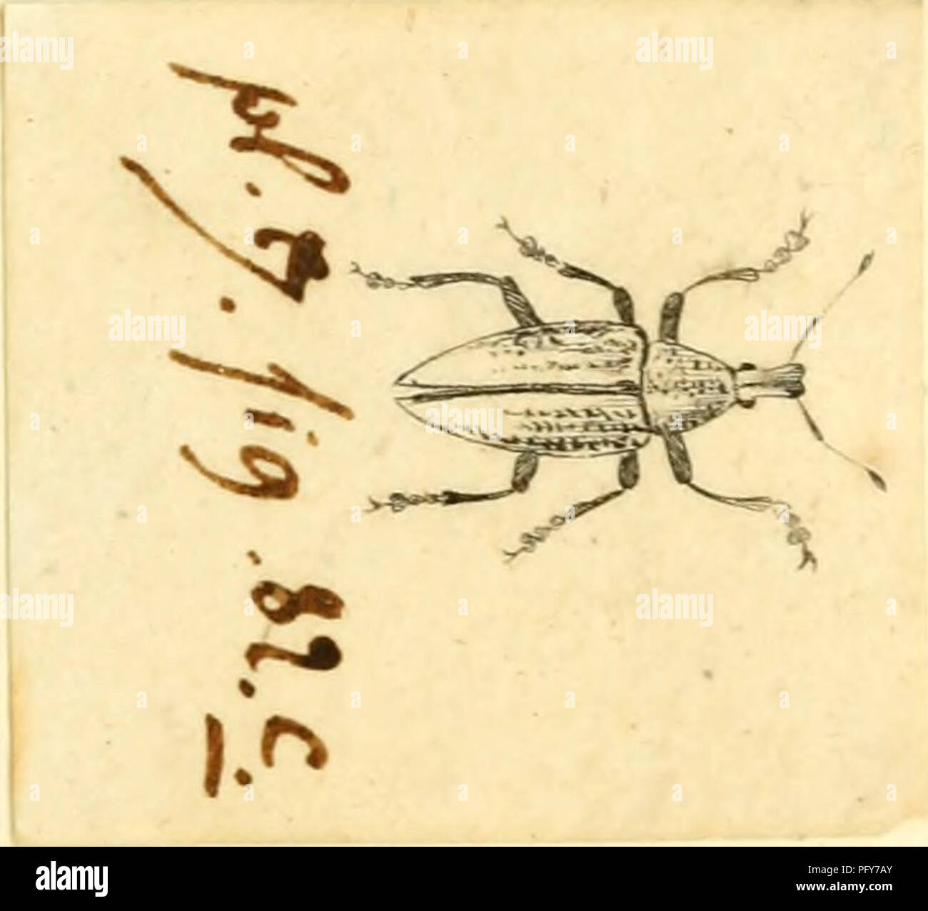 This work focuses on the study of the Curculionidae family, also known ...