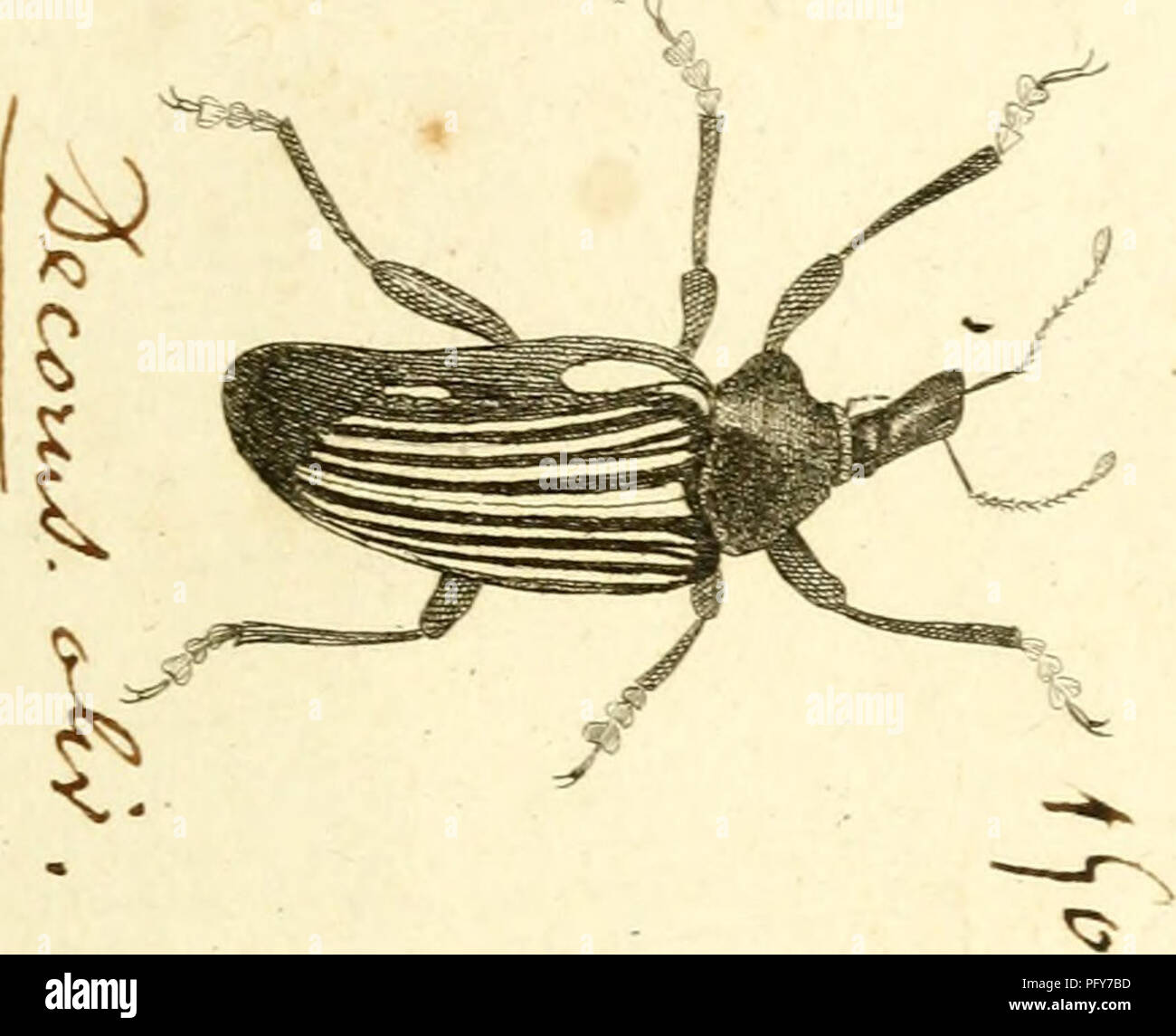 This study focuses on the Curculionidae family, also known as weevils ...