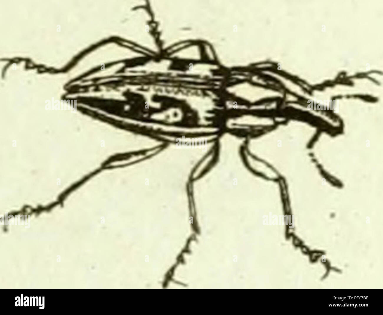 This work provides an overview of the Curculionidae family, which ...