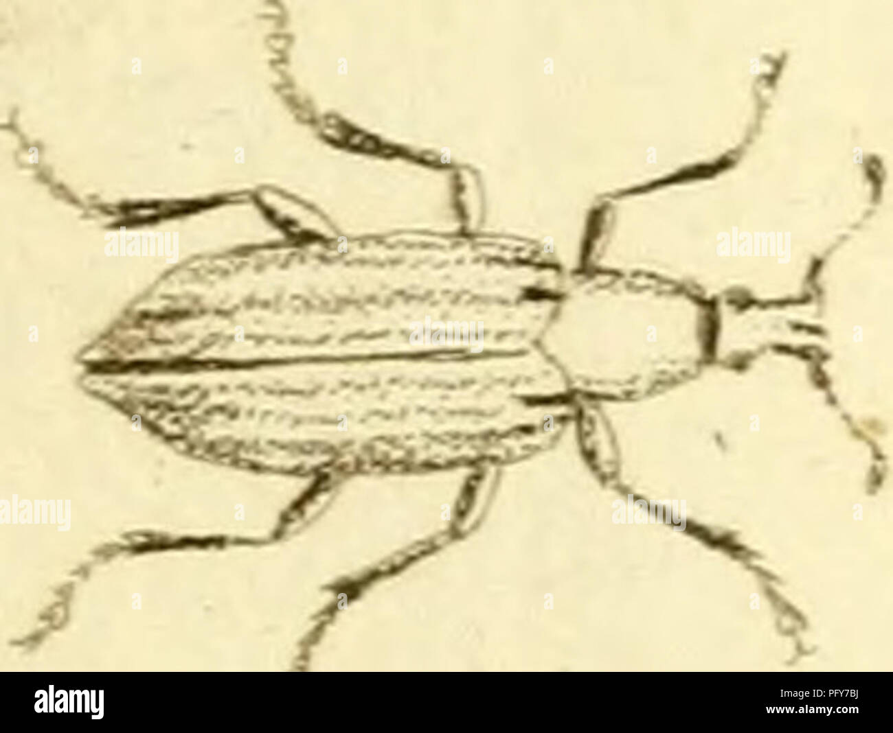 This entry in the study of Curculionidae focuses on the classification ...
