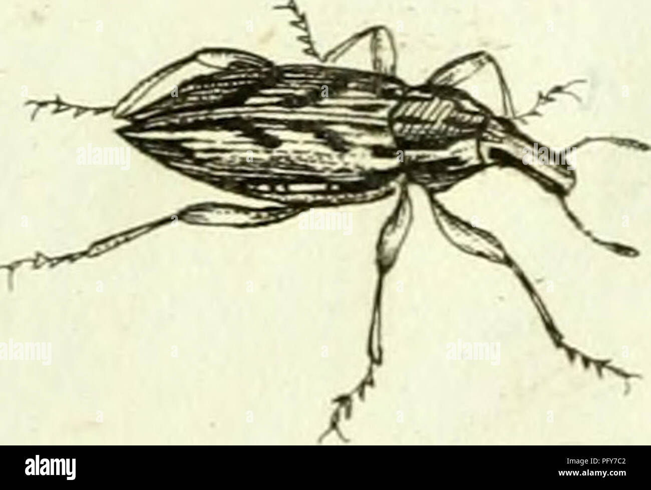 This scientific work on the family Curculionidae (weevils) details ...