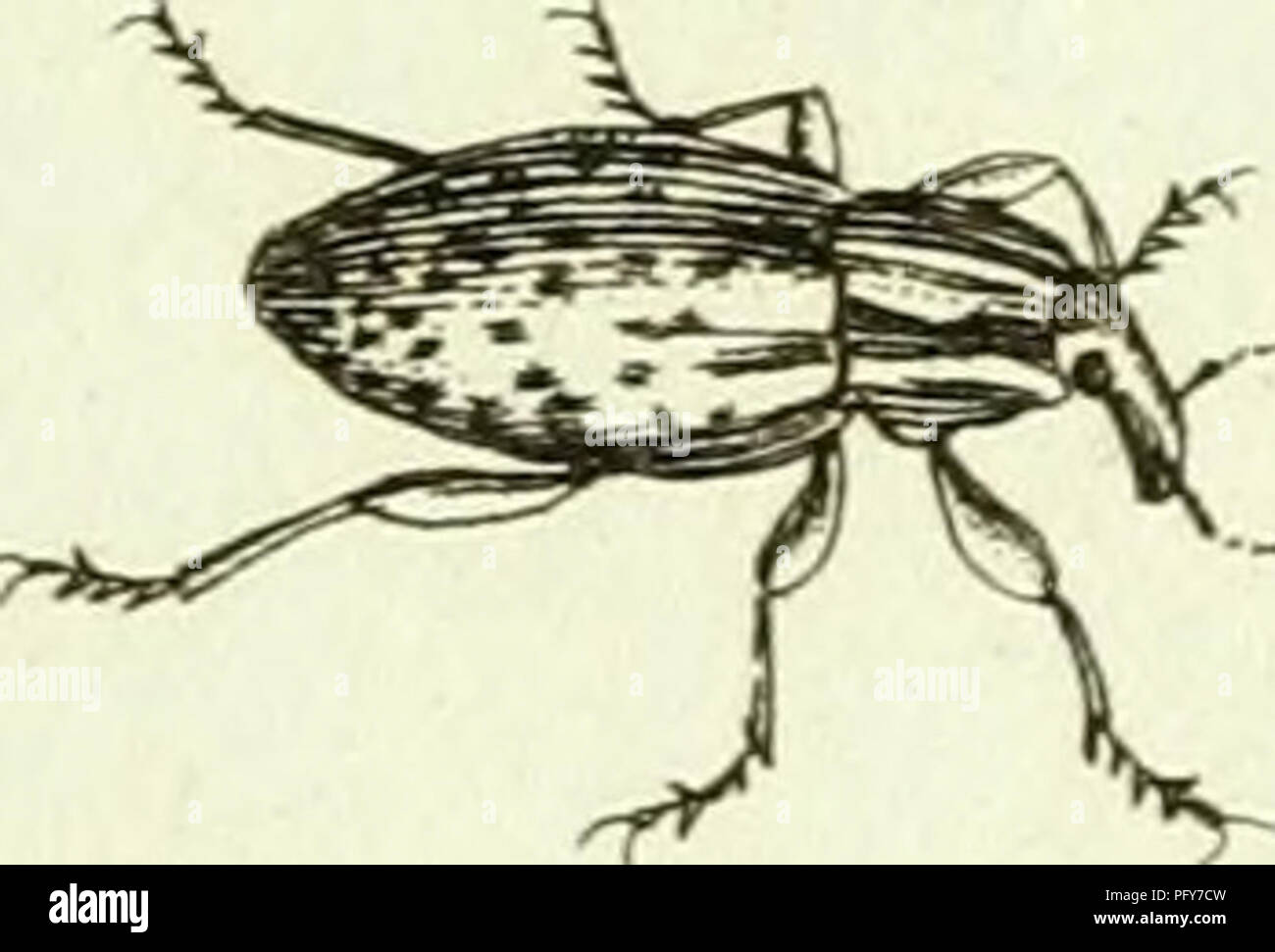 This book focuses on the Curculionidae family of insects, known as ...