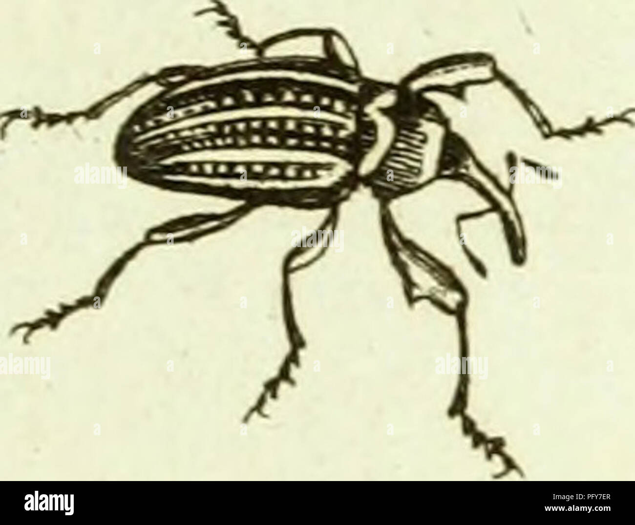 This image from an entomological study depicts various species of the ...