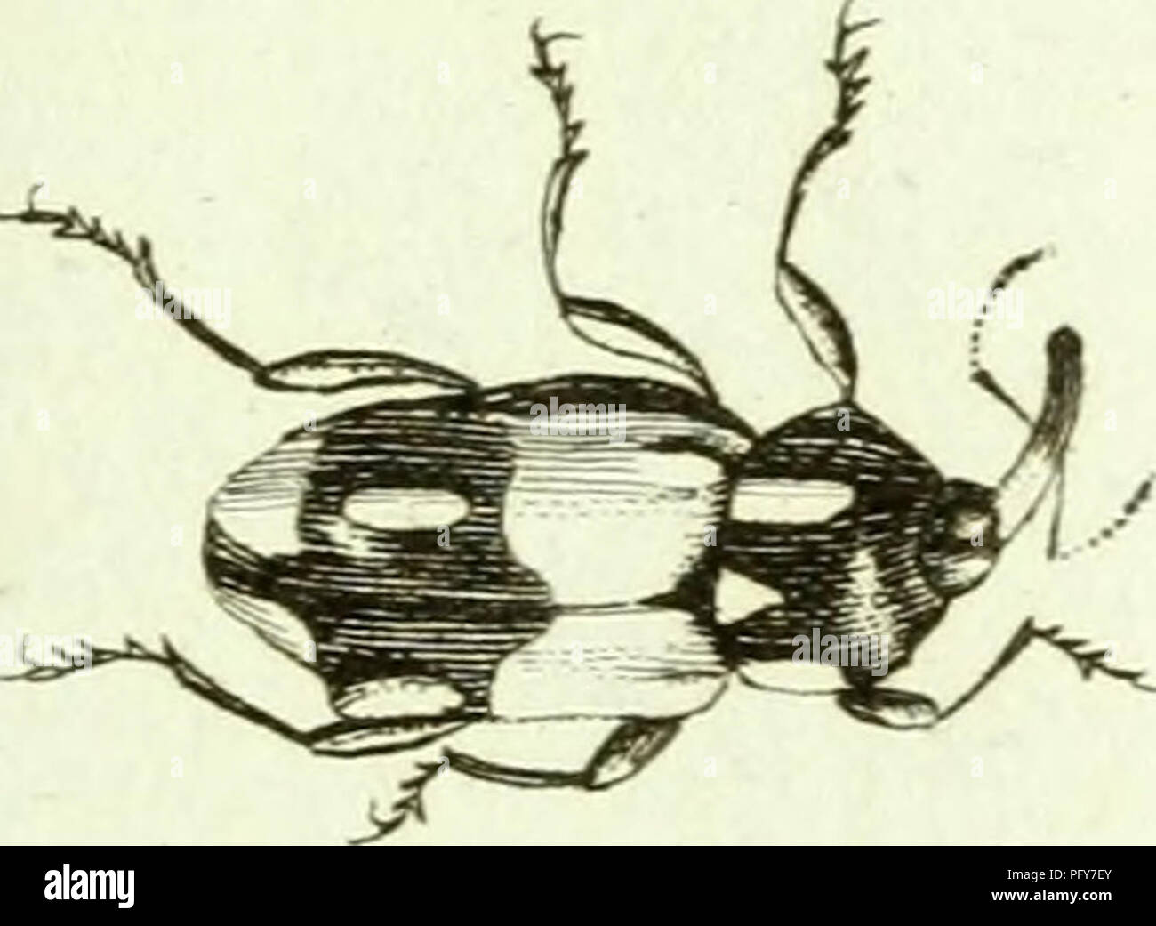 This image focuses on species within the *Curculionidae* family ...