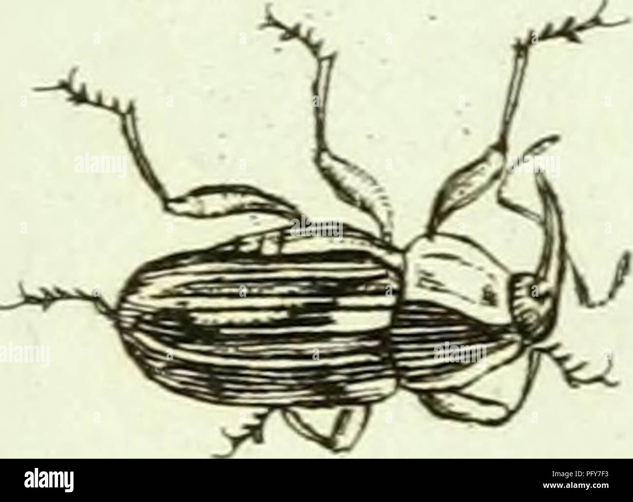This work focuses on the Curculionidae family of weevils, detailing the ...