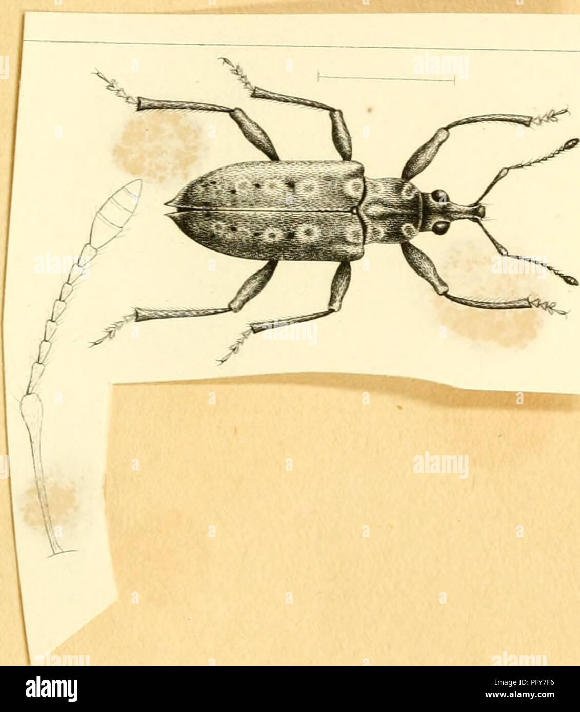 This work focuses on the Curculionidae family of insects, commonly ...