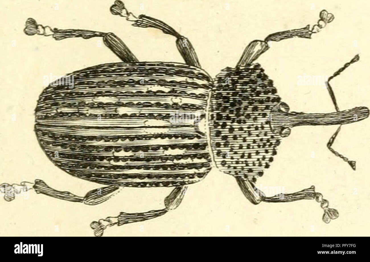 This detailed illustration from the Curculionidae family shows the ...