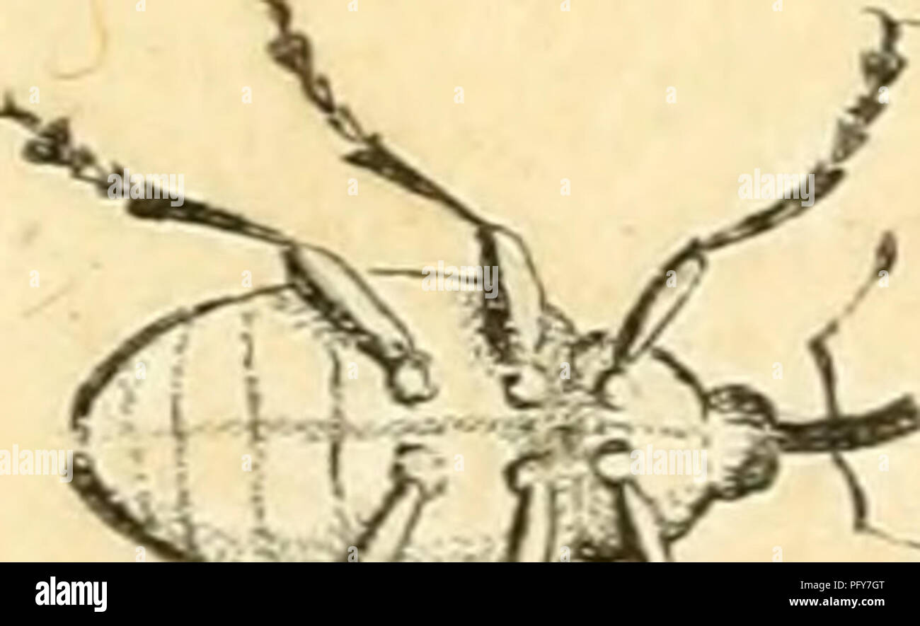 This work focuses on the Curculionidae family, also known as weevils ...