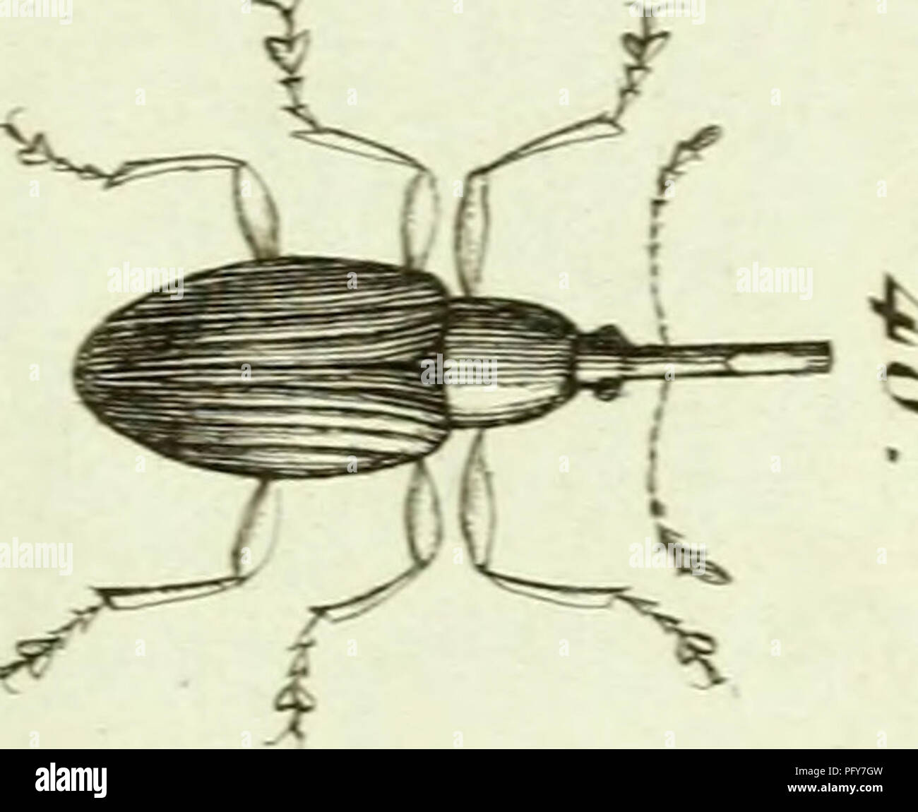 'Curculionidae' features detailed studies of weevils, a large family of ...