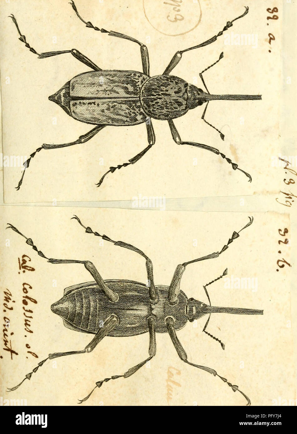 This collection features various species of weevils (Curculionidae), a ...