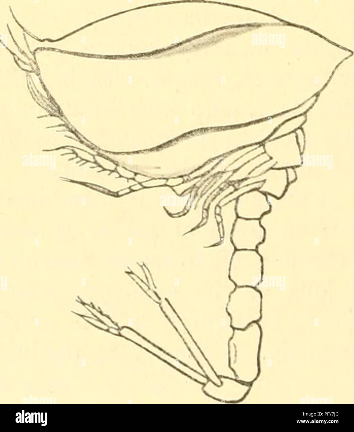 An anatomical illustration of Cumacea, a group of small crustaceans ...