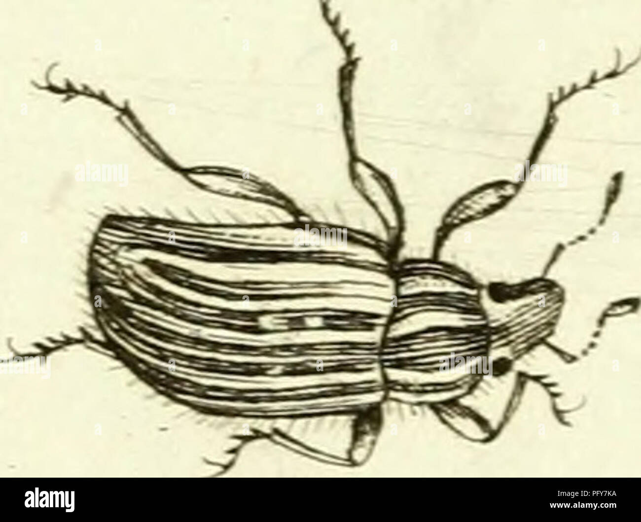 This work focuses on the Curculionidae family of beetles, detailing ...