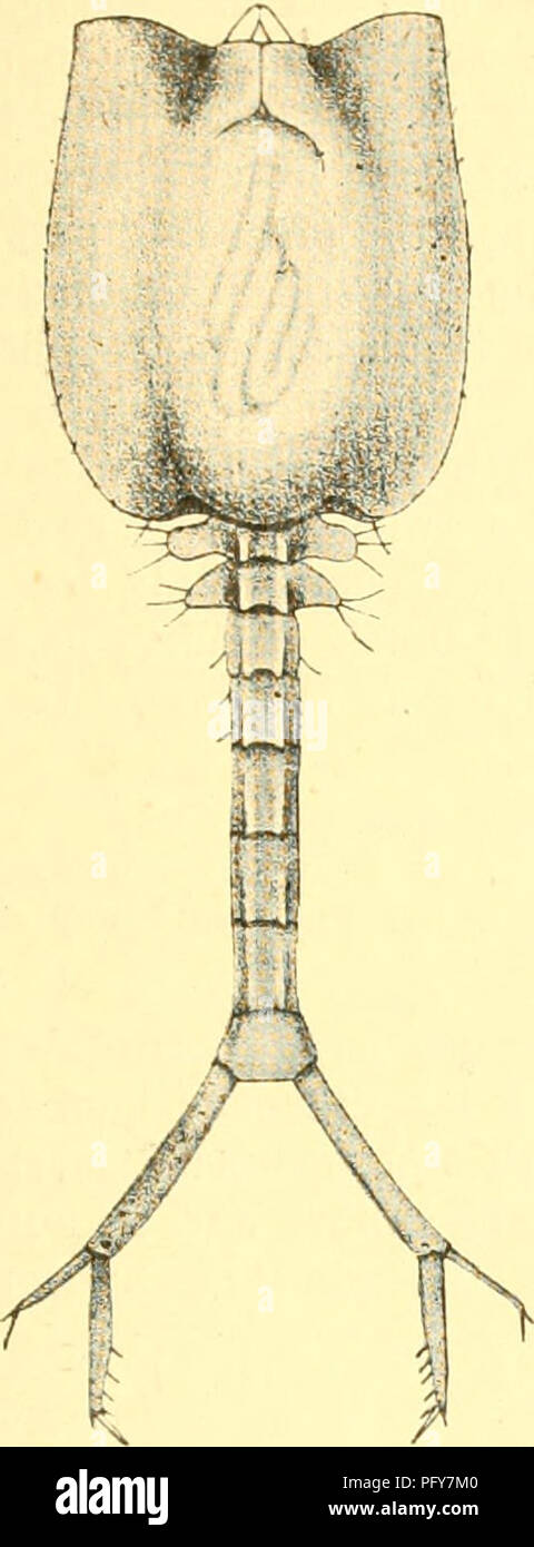 Trilobed body hi-res stock photography and images - Alamy