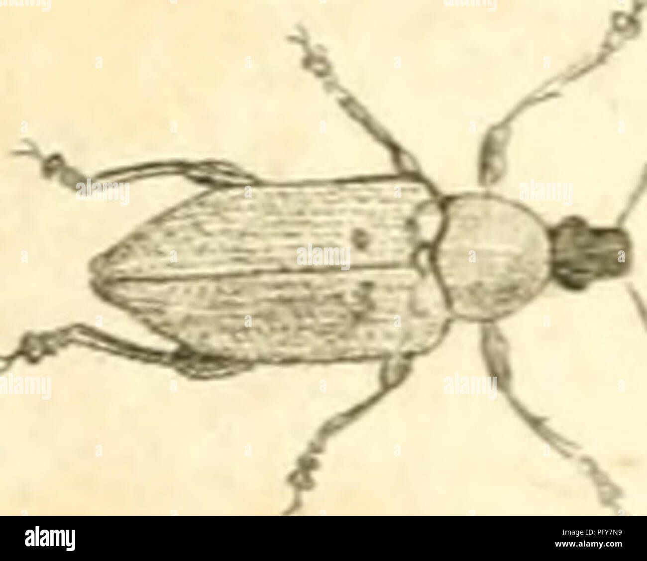 Illustration of Curculionidae, a family of weevils, as depicted by ...