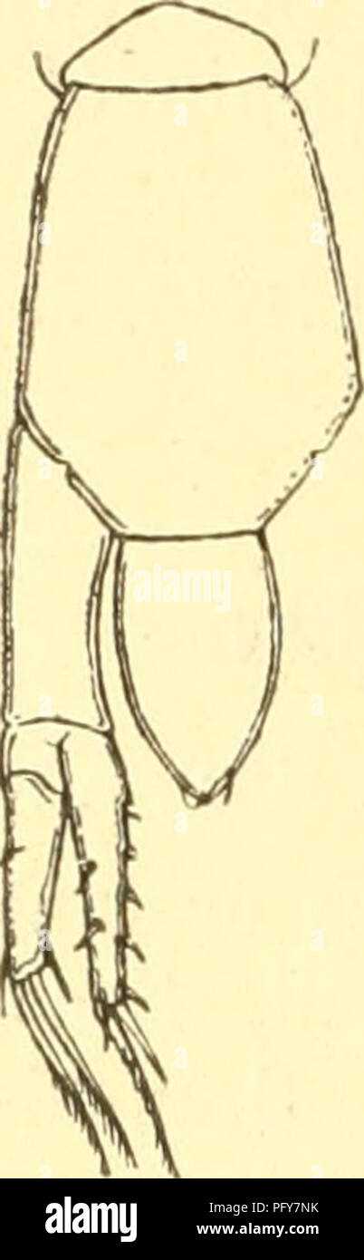 This study covers the Cumacea order (Sympoda), describing species like ...
