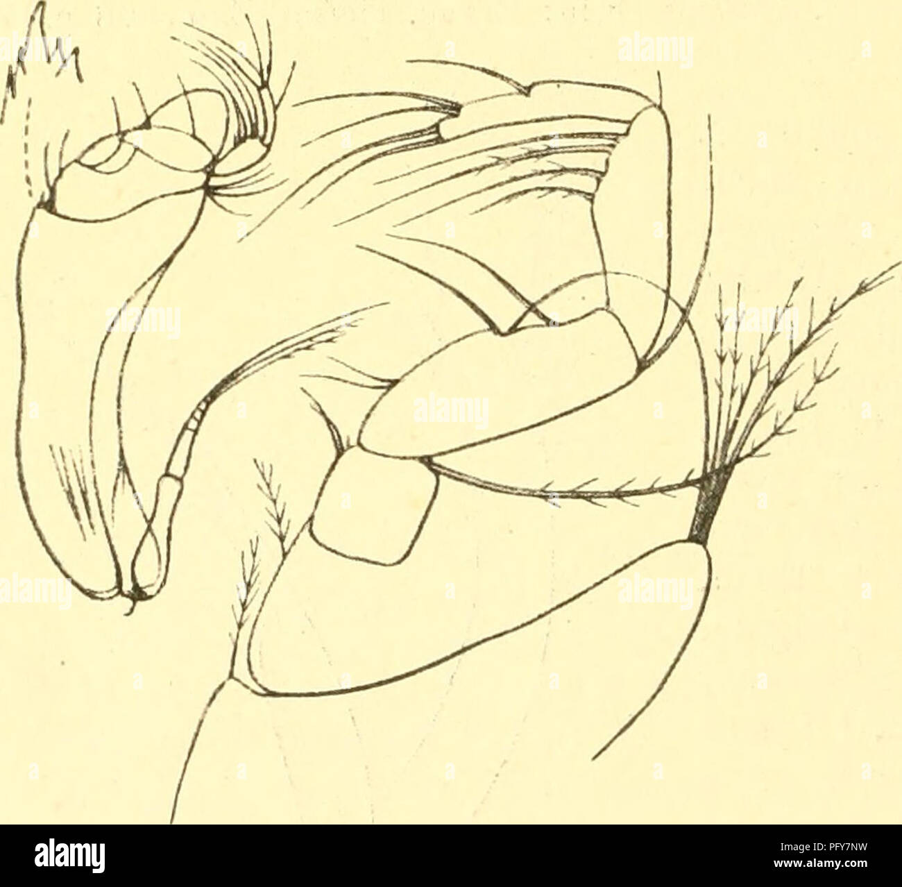 This work focuses on the Cumacea, a group of small crustaceans within ...