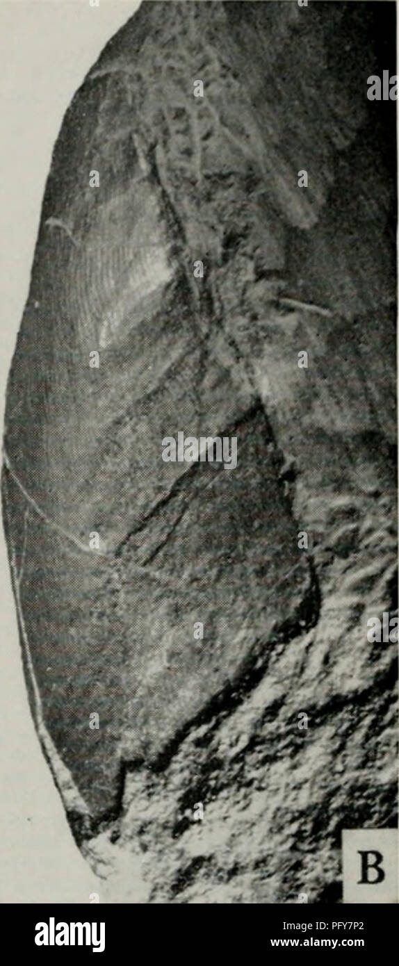 . The Cyathaspididae; a family of Silurian and Devonian jawless ...