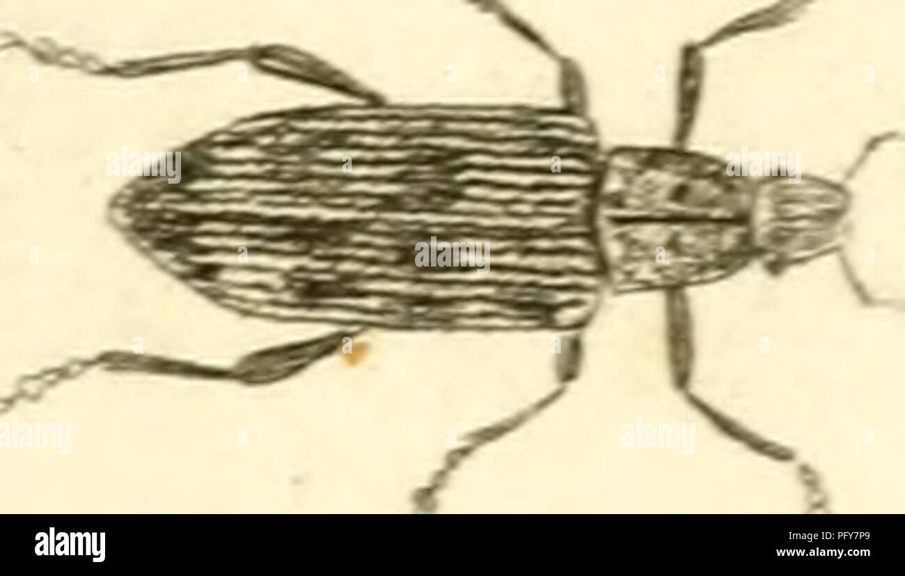 This work focuses on the Curculionidae family of beetles, which ...