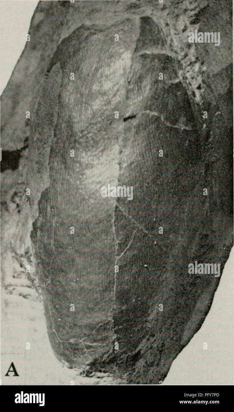 This scientific study examines the Cyathaspididae, a family of jawless ...