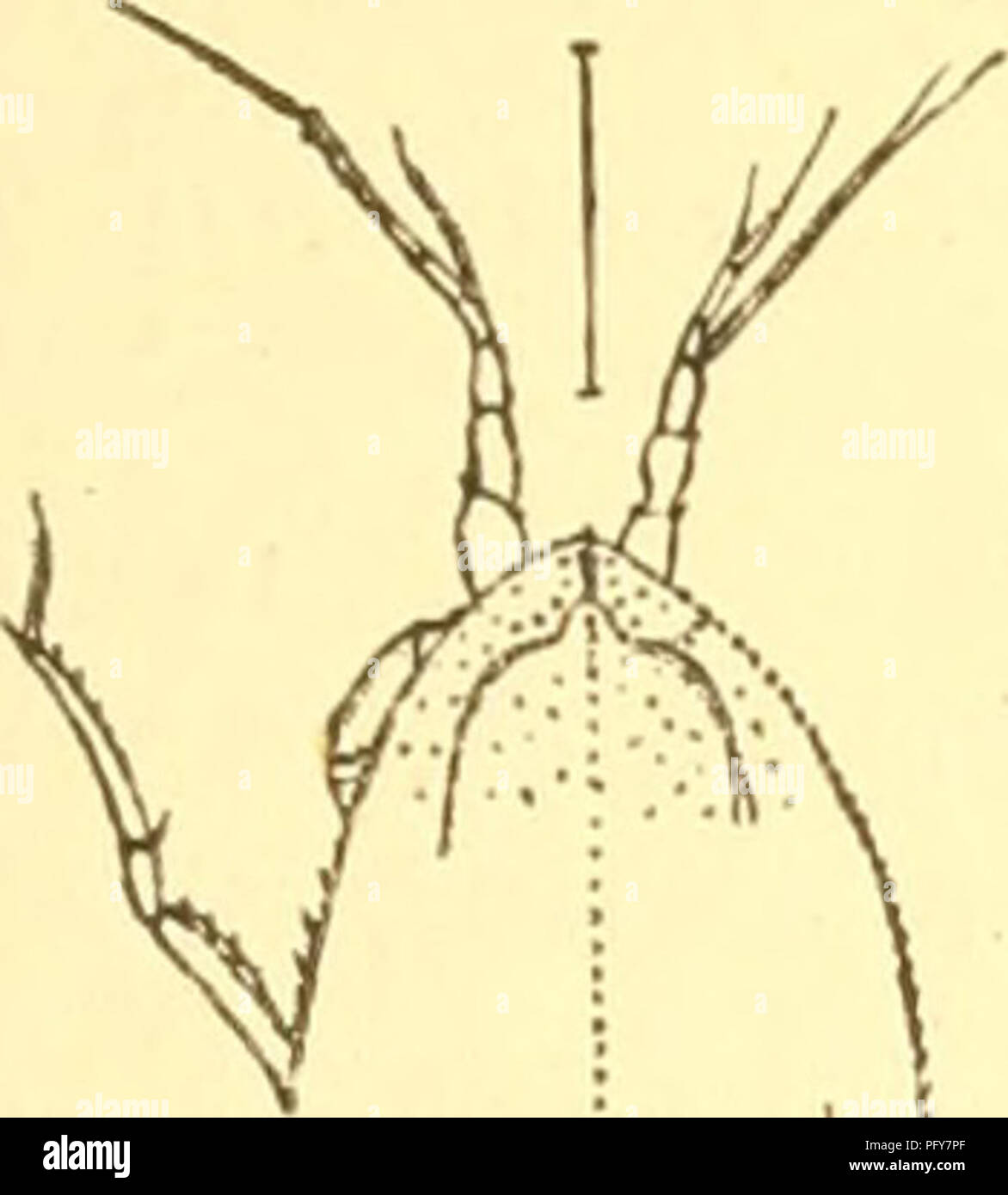 This study on Cumacea (Sympoda) explores the anatomy and classification ...