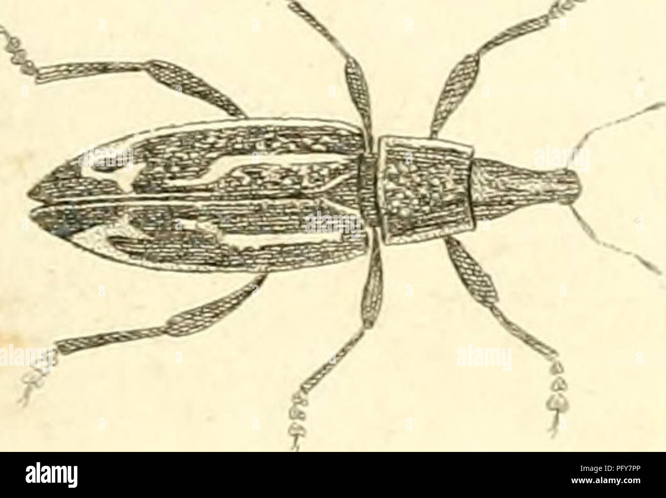 A further exploration of the Curculionidae beetles, this volume ...