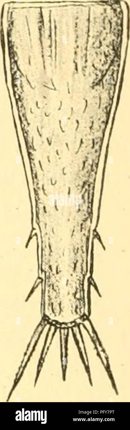 This work describes the Cumacea order of crustaceans, detailing species ...