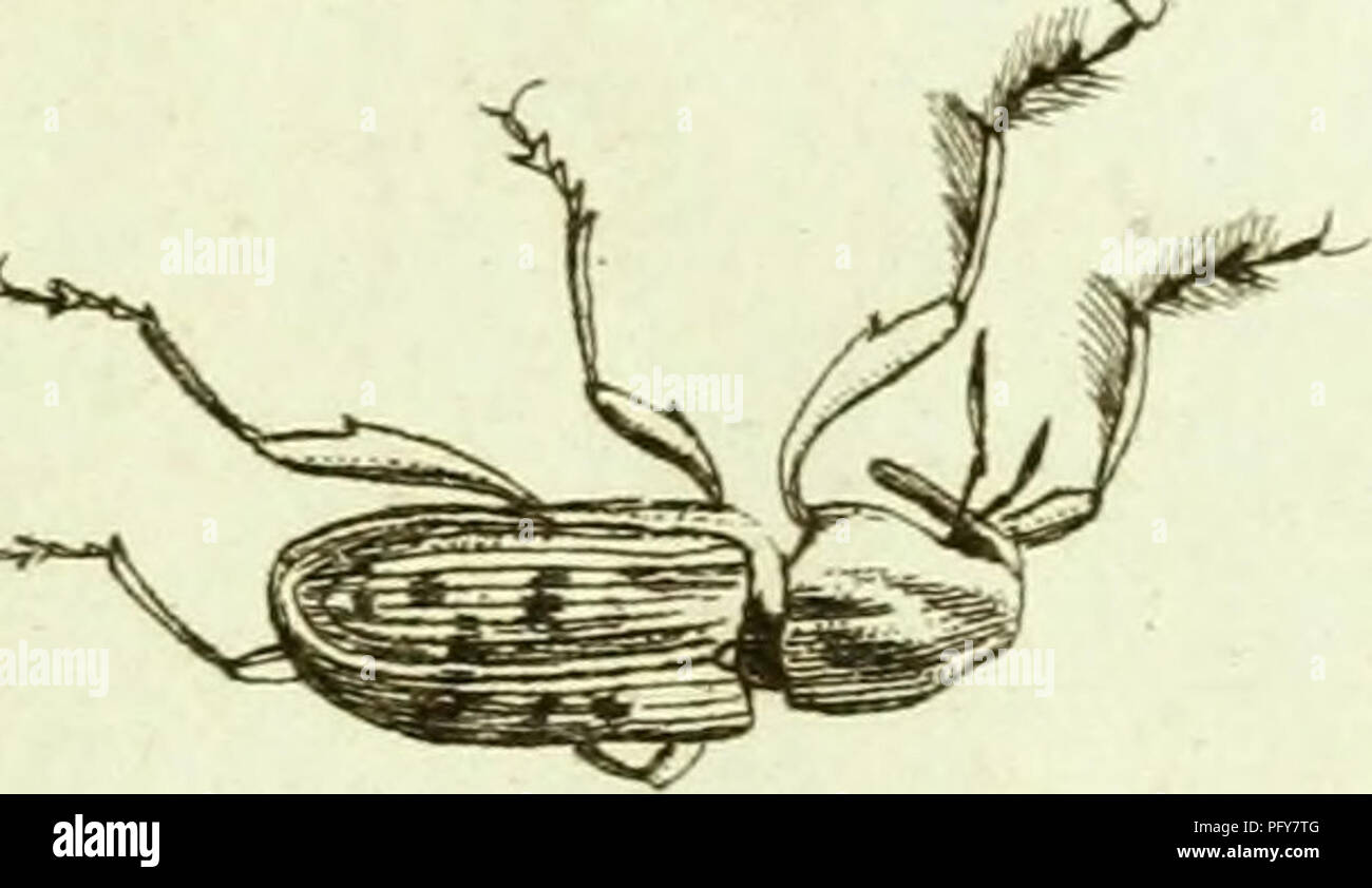 This entry provides a detailed description of the Curculionidae family ...
