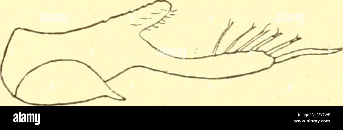 Cumacea order hi-res stock photography and images - Alamy