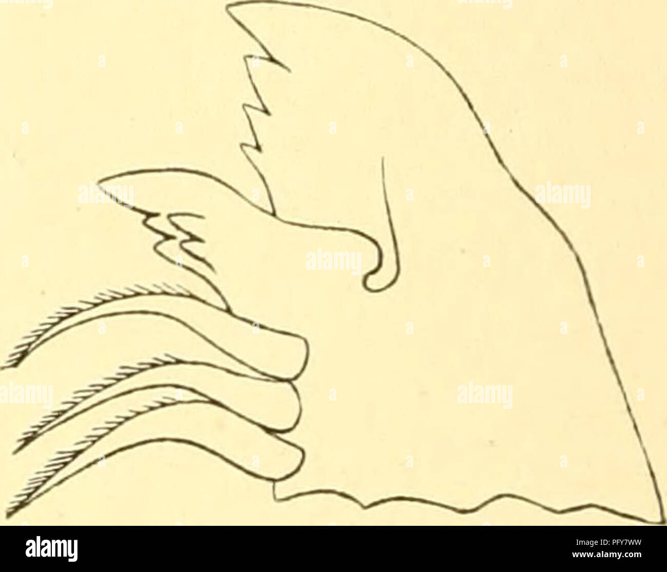 This work focuses on Cumacea, a type of crustacean in the Sympoda order ...