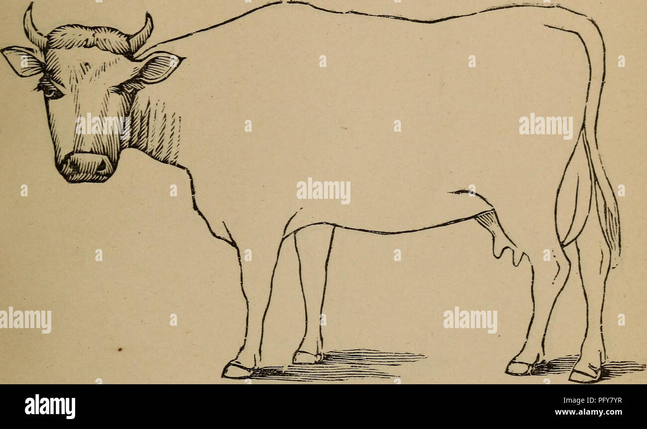 A guide for stockmen and farmers detailing Cunningham's device for ...