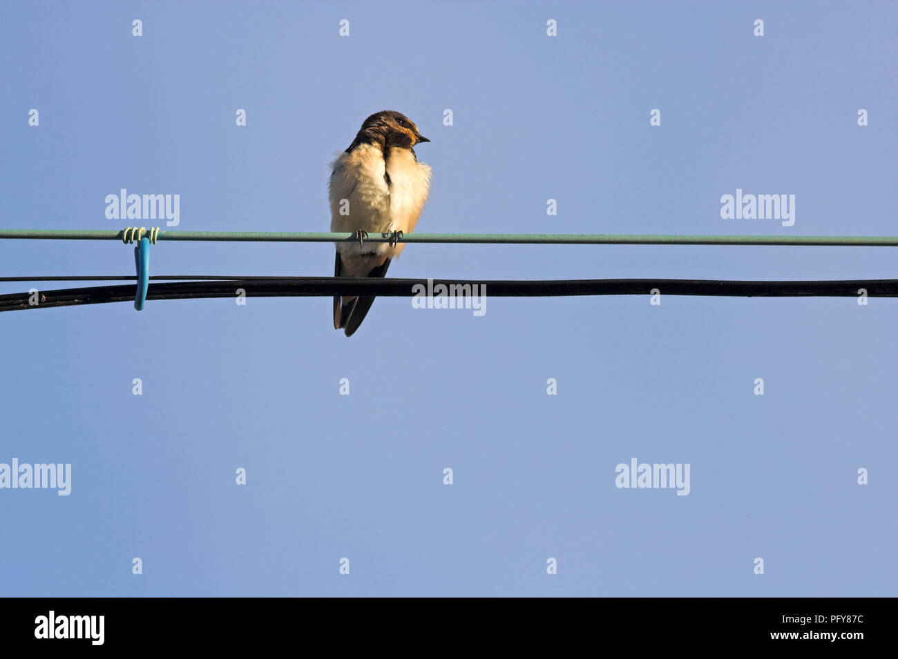 Common swallow against blue sky - end of the day light Stock Photo - Alamy