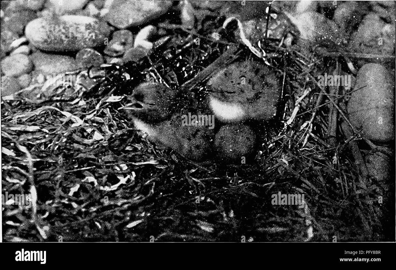 This article features a newly hatched Common Tern chick from Gardiners ...