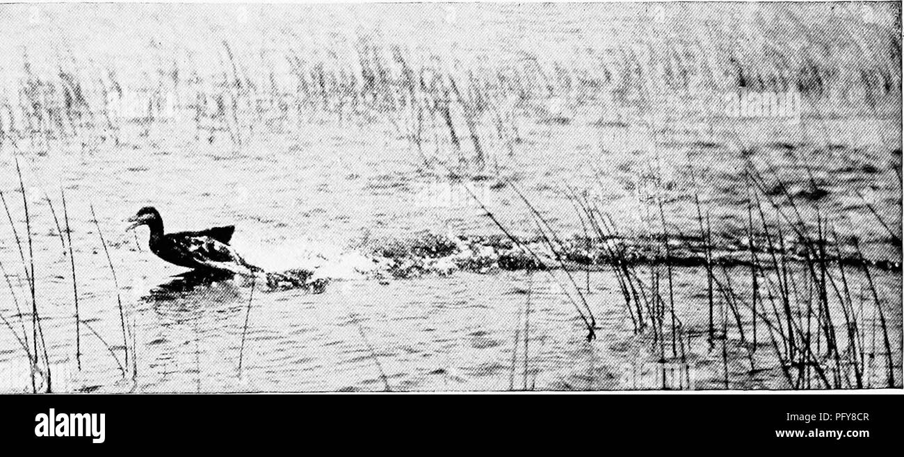 Wounded duck Black and White Stock Photos & Images - Alamy