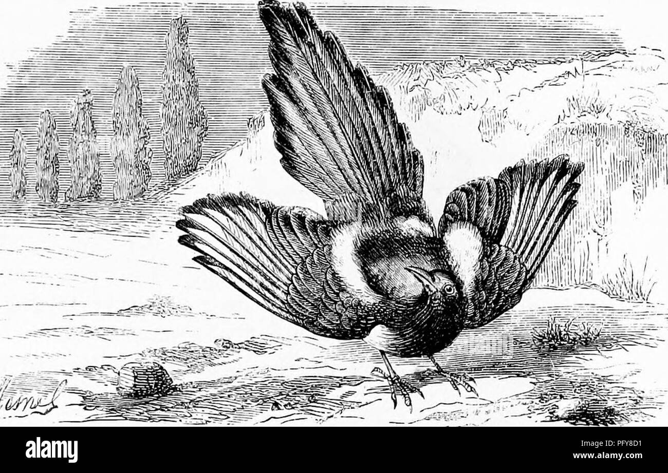 This work provides an overview of reptiles and birds, describing their ...