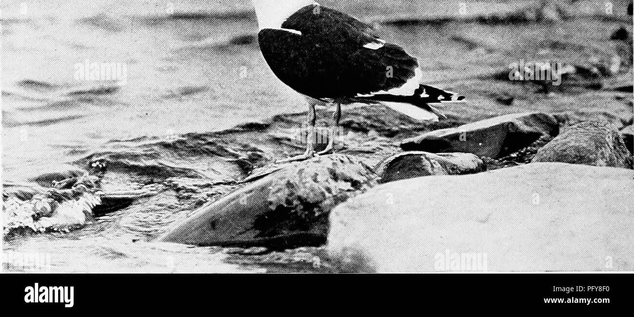 Piping whistles hi-res stock photography and images - Alamy