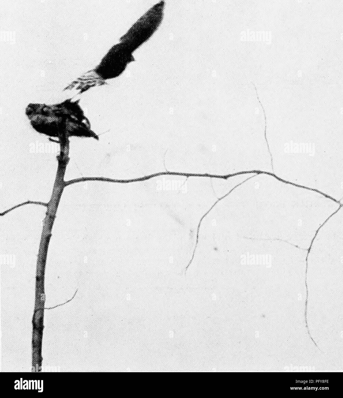 Wings of time show Black and White Stock Photos & Images - Alamy