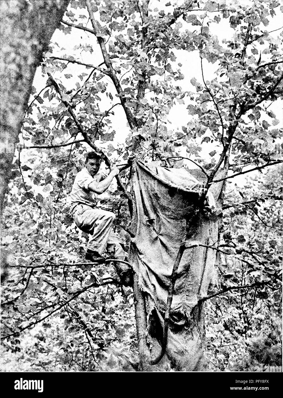 Male hawk Black and White Stock Photos & Images - Alamy