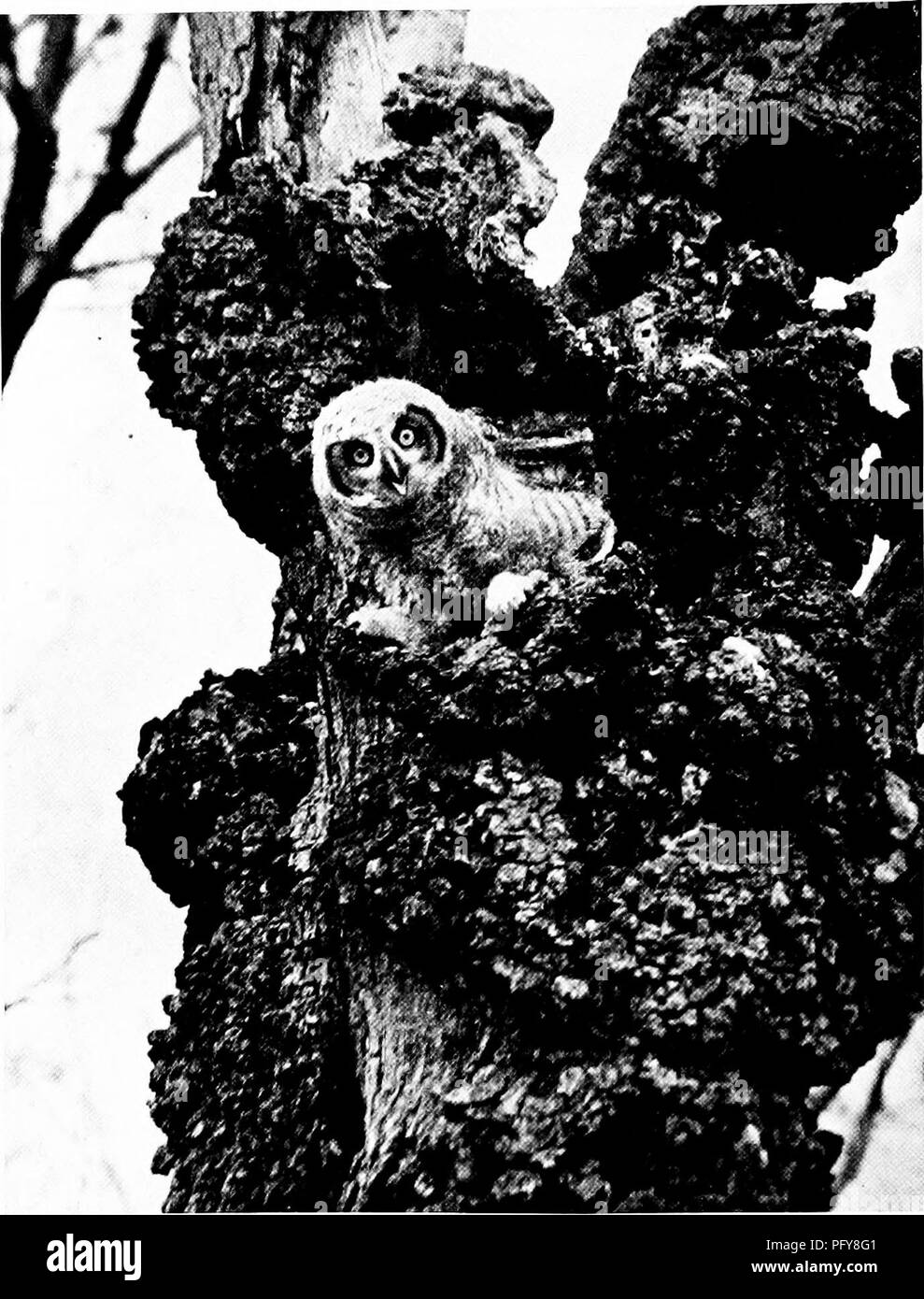 Owl and crows hi-res stock photography and images - Alamy